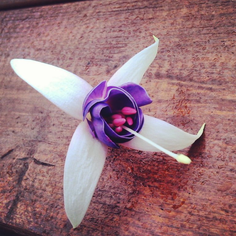 The Secret Garden Blog | Flowers from the Secret Garden | Flower Grower