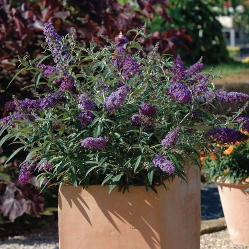 Plant of the week: Buddleia | The Secret Garden