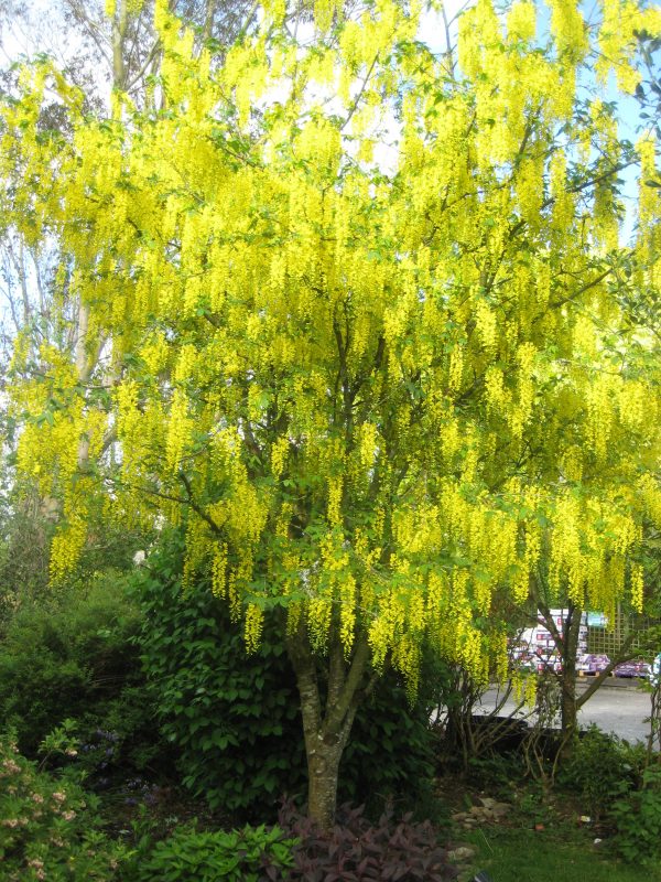 Laburnum Watereri Vossii (Golden Rain Tree) | The Secret Garden